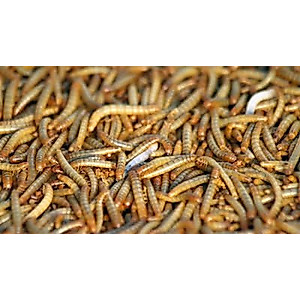 Mealworms 250 Gut Loaded !!! (1/2" - 1") by DBDPet | Live Arrival is Guaranteed