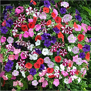 Mixed Hanging Petunia Seeds Mixed Color Flower Perennial Annual Petunia 300 Seeds