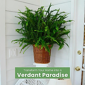 American Plant Exchange Kimberly Queen Fern Indoor/Outdoor Air Purifier Live, 3 Gallon, 1.5Ft Plant Height