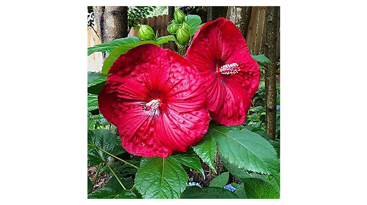 Grow Red Swamp Hibiscus Seeds - Hardy Perennial & Pollinator