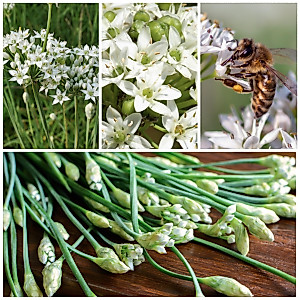 Seed Needs, Garlic Chives Seeds - 400 Heirloom Seeds for Planting Allium tuberosum - Culinary Herb, Non-GMO & Untreated, Chinese Chives for Cooking (1 Pack)