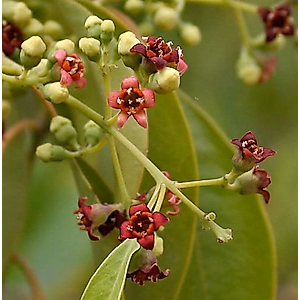 CHUXAY GARDEN Santalum Album Seed,Indian Sandalwood 10 Seeds Exotic Tropical Tree Elegant Aromatic Tree Great for Garden