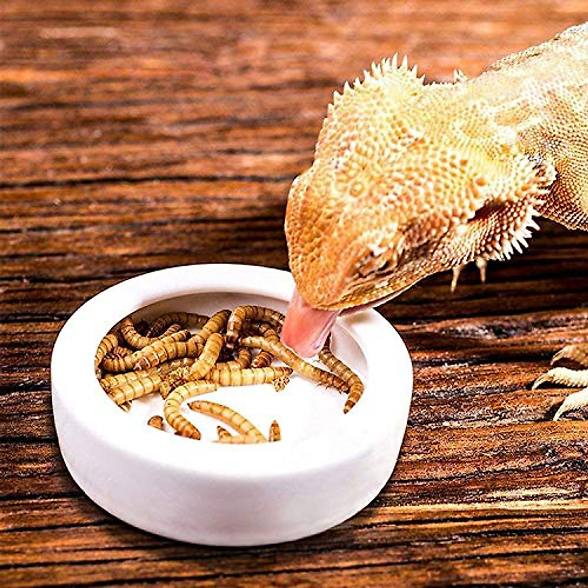 4 Pack Worm Dish Reptile Food Bowl, Ceramics Made, Lizard, Gecko Food Dish(2.7inch)