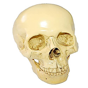 Onecen Life Size Human Skull Model 1：1 Replica Realistic Resin Halloween Party Decoration Human Skull Head Bone Model Medical Skeleton for Anatomical Medical Teaching (Light Yellow)