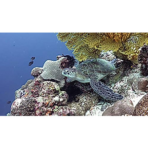 Ocean and Underwater DVD - Under And Above The Pacific Ocean - Fly Over Tropical Paradise - Row over Coral Reefs and Dive With The Turtles