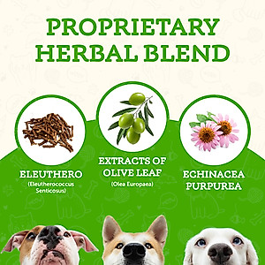 Animal Essentials Super Immune for Dogs & Cats - Immunity Support Supplement, Echinacea, Eleuthero, Olive Leaf Extract, Liquid Drops - 2 Fl Oz