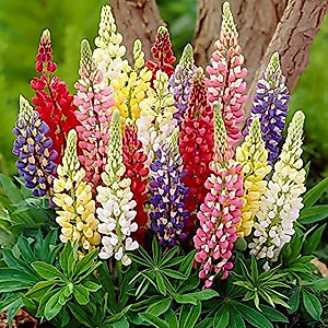 1Package of 25000-500000 Seeds, Perennial Wildflower Mixture (100% Pure Live Seed) Non-GMO Seeds (50g)