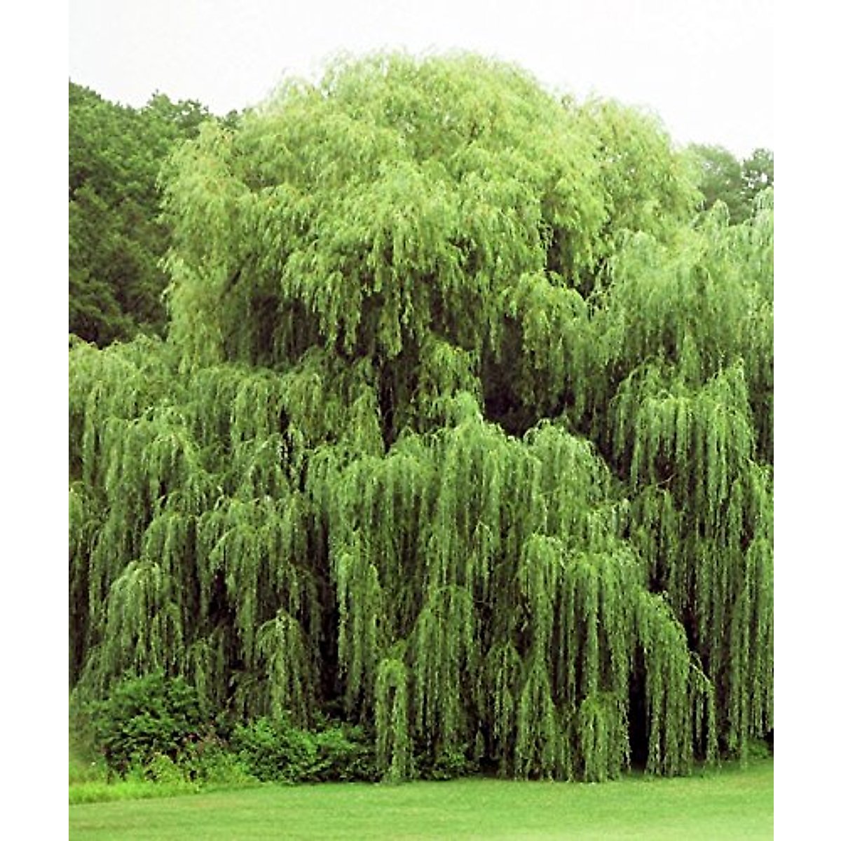 Willow Tree Bundle - 10 Fast Growing Aussie Willow Trees + 4 Weeping Willow Trees + 2 Corkscrew Willow Tree - Ready to Plant - Indoor/Outdoor Live Tree Plants - Fast Privacy and Unique Look all in One