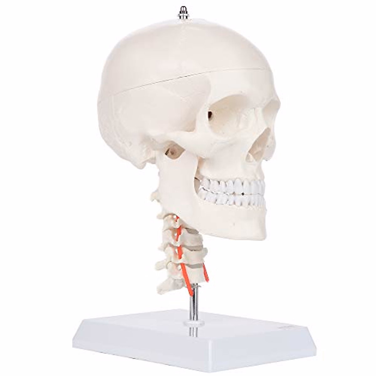 Axis Scientific 3-Part Human Skull Model with Flexible Neck | Life Size Plastic Skull on a Flexible Cervical Spine Molded from a Real Human Skull