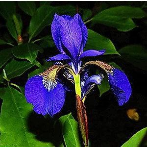 David's Garden Seeds Flower Native American Iris Wild Blue 7611 (Blue) 100 Non-GMO, Heirloom Seeds