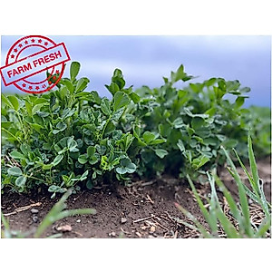 Bunny Honey Bulk Fresh Alfalfa Hay 80oz USDA Organic Alfalfa Hay for Chinchillas - Best Cut & Delivered Fresh - Promotes Healthy Digestive Function - 5 Pound