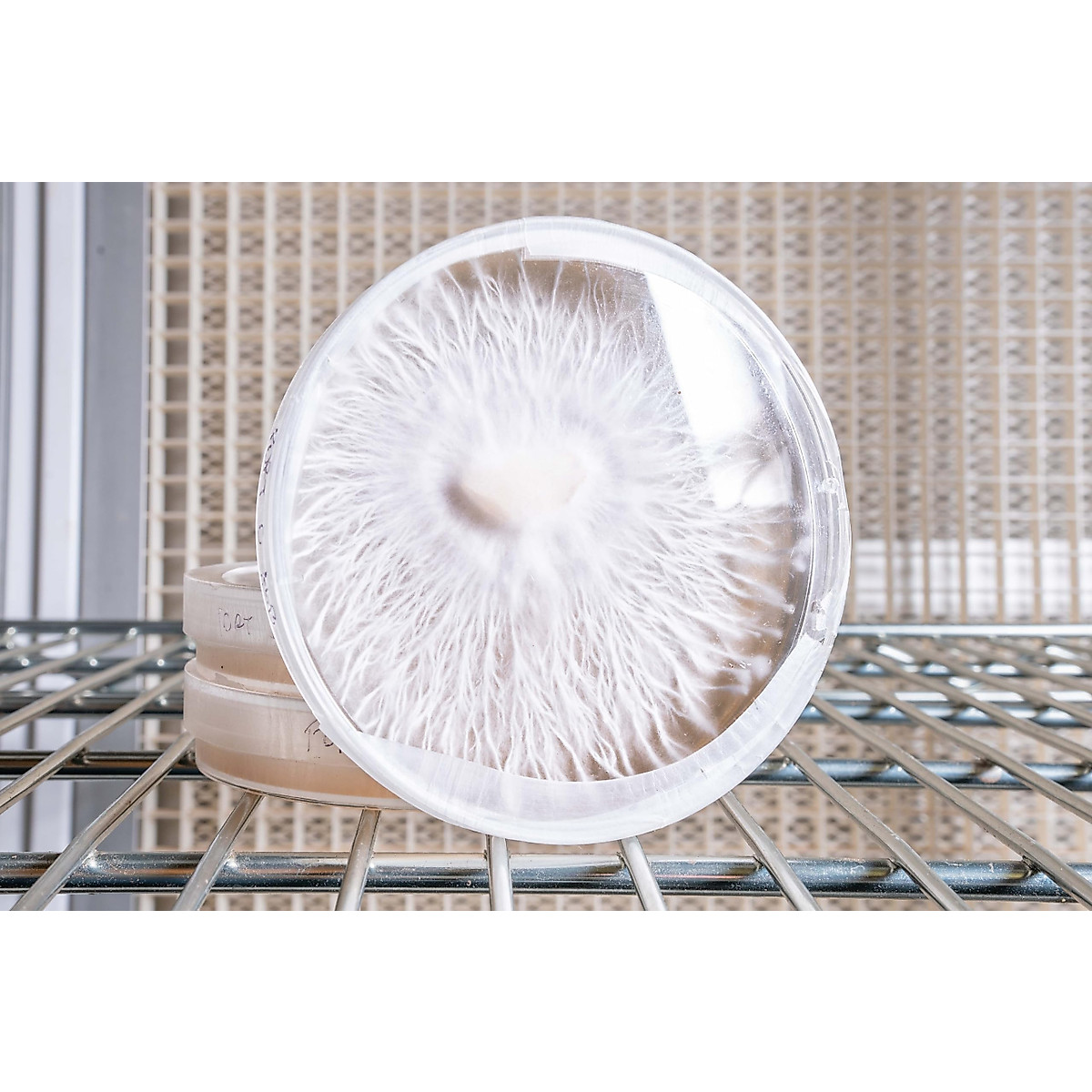 Heat-N-Pour Nutrient Agar | Cleans Spore Syringes | Sterilized and Ready to Use | Just Heat And Pour | For Petri Dishes and Cloning Mushrooms (125ml Bottle)