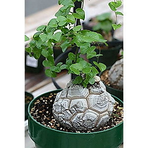 YoYoBoo DD 2016 New Available Dioscorea Elephantipes Imported Elephant's Foot Yam Seeds