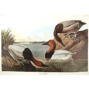 Canvas backed Duck. From"The Birds of America" (Amsterdam Edition)