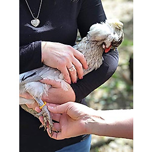 Happy Hen Treats Spiral Leg Bands for Pets, Size 9