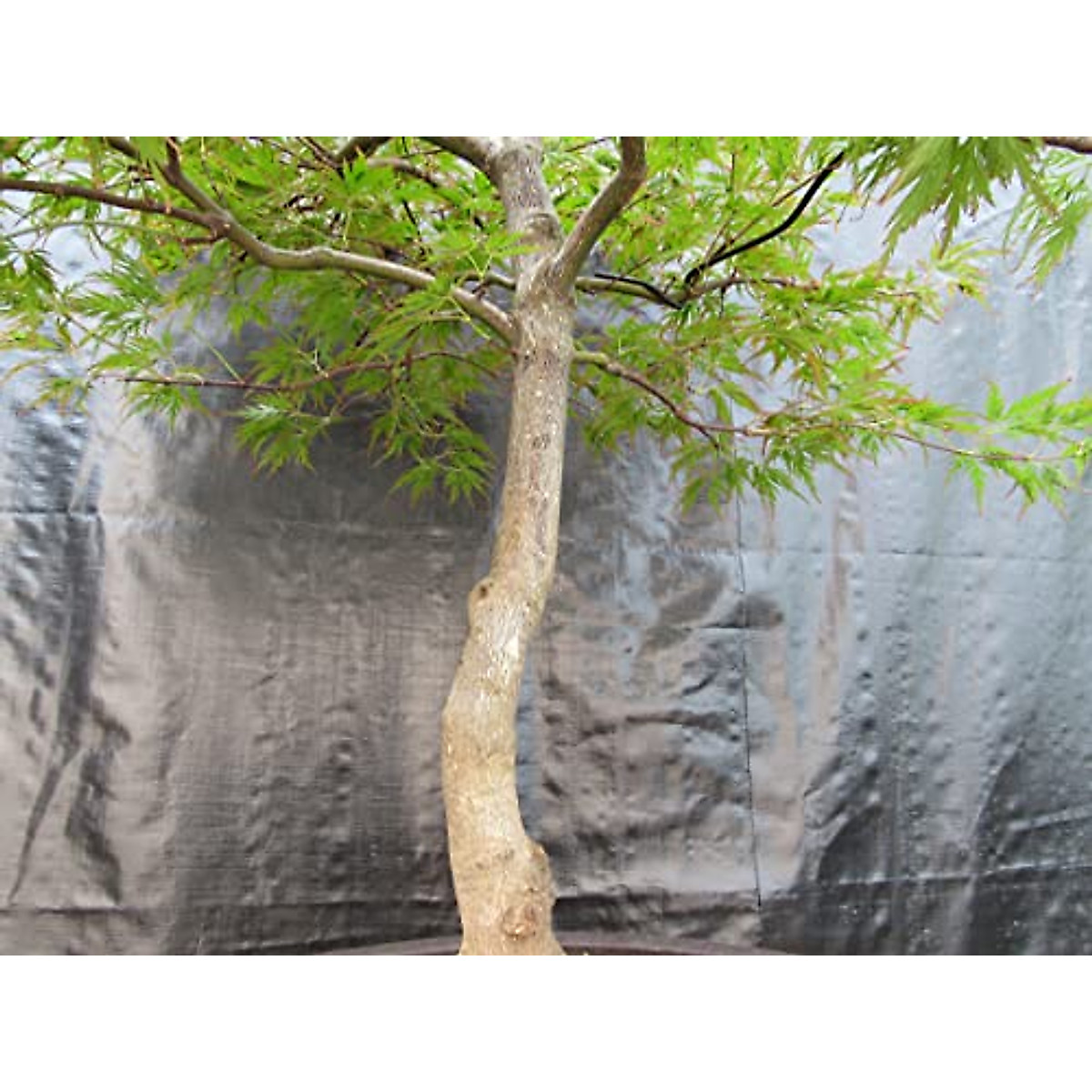 69 Year Old Red Dragon Japanese Maple Specimen Bonsai Tree