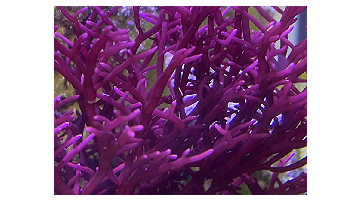 Buy Red Bush Gracilaria Macro Algae Frag - Guaranteed Live
