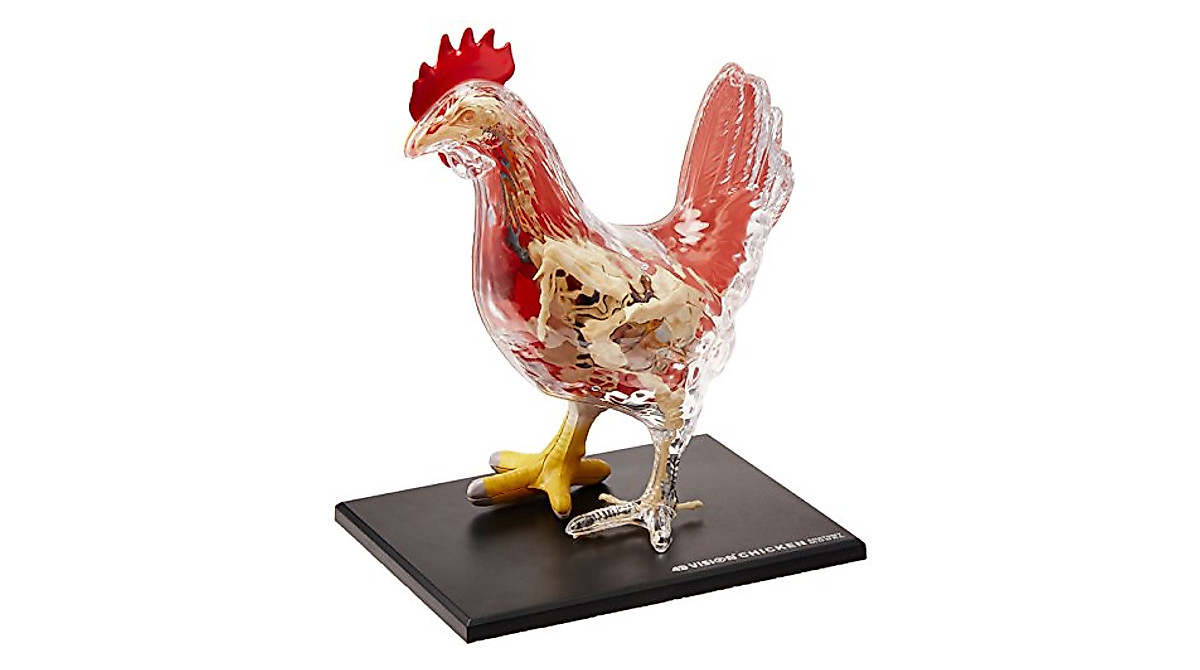 4D Master Vision Chicken Skeleton & Anatomy Model Kit, One Color — 🛍️ ...