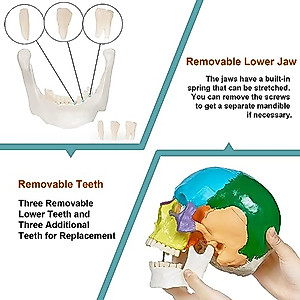 breesky Anatomy Skull Model of Medical: 3-Parts Colored Removable Anatomy Skull Model - Mini Human Skull Anatomical Model for Medical Research.