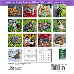 Cats Mini Wall Calendar 2021, 7" x 7"