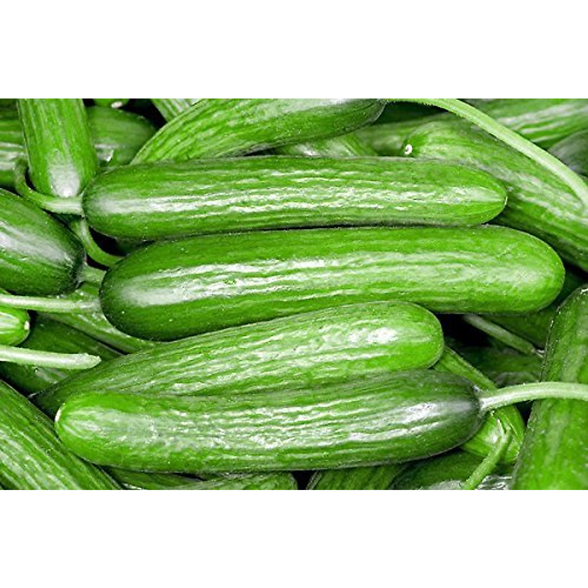 30+ Persian Beit Alpha (A.k.a. Lebanese) Cucumber Seeds Heirloom NON-GMO Crispy Fragrant From USA