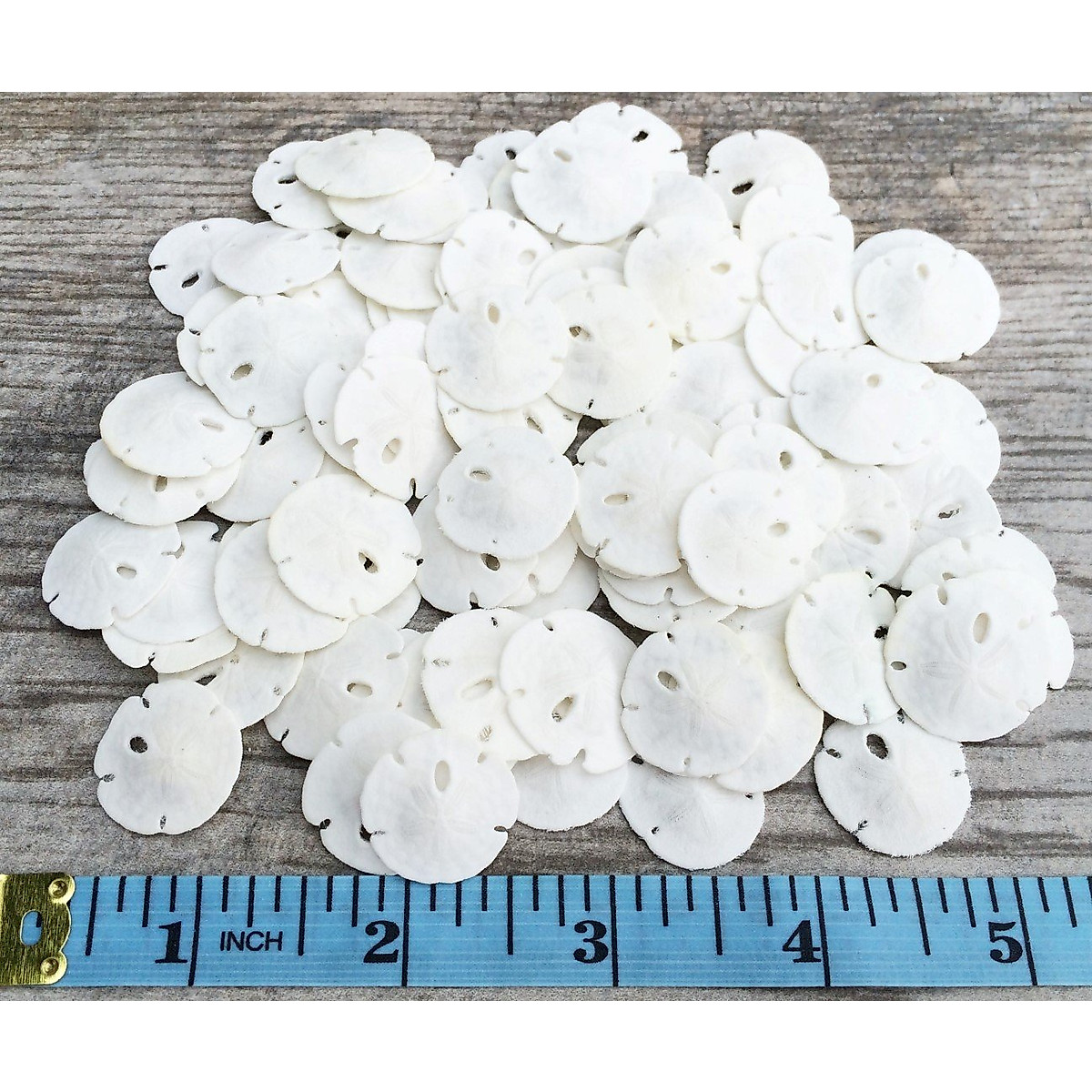 Sand Dollar | Real Natural Sand Dollars Under 1 Inch (Set of 100) | Small White Sand Dollar Shells for Weddings and Craft | Plus Free Nautical eBook by Joseph Rains