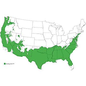 Arbequina Olive Tree - Live Plant, Includes Special Blend Plant Food & Planting Guide- Size (3-4FT)