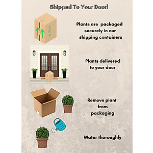 Proven Winner Double Play Doozie Spirea, 2 Gal, Red to Purple Flowers