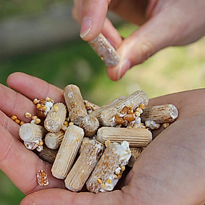 North Spore Organic Shiitake (500 ct) Mushroom Plugs for Logs | Premium Quality Mushroom Plug Spawn | Handmade in Maine, USA | Grow Gourmet Mushrooms Outdoors on Logs | Lentinula edodes