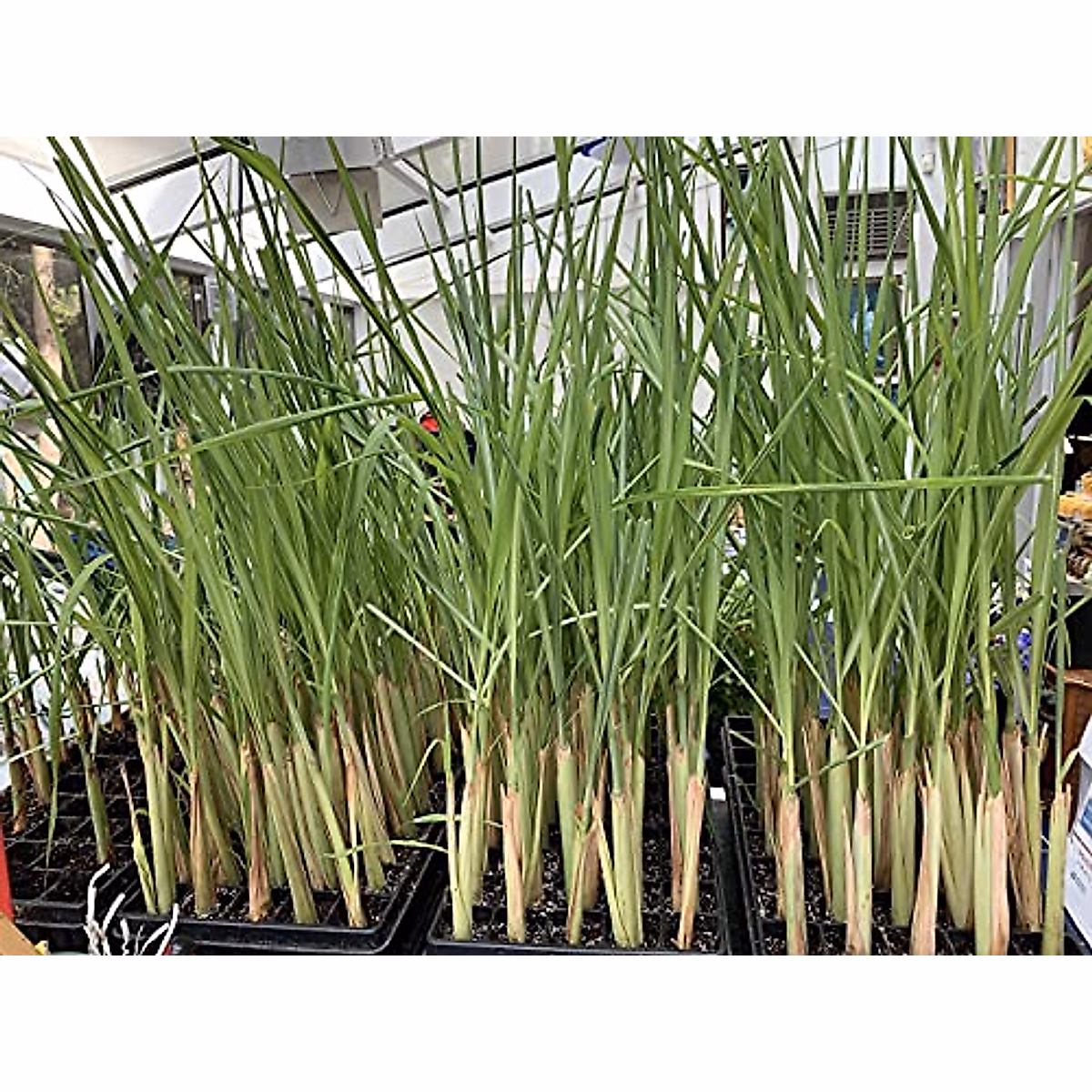 Lemongrass Rootstalk (Cymbopogon Citratus) 2 Live Plants