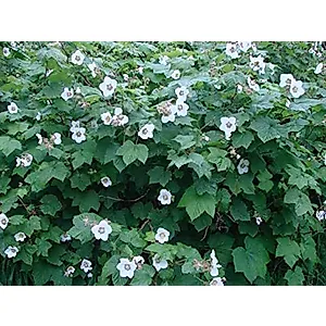 1142-Alaska Thimble Berry (Rubus parviflorus) Seeds by Robsrareandgiantseeds UPC0764425787679 Bonsai,Non-GMO,Organic,Historic Plants,Sacred, 1142 Package of 5 Seeds
