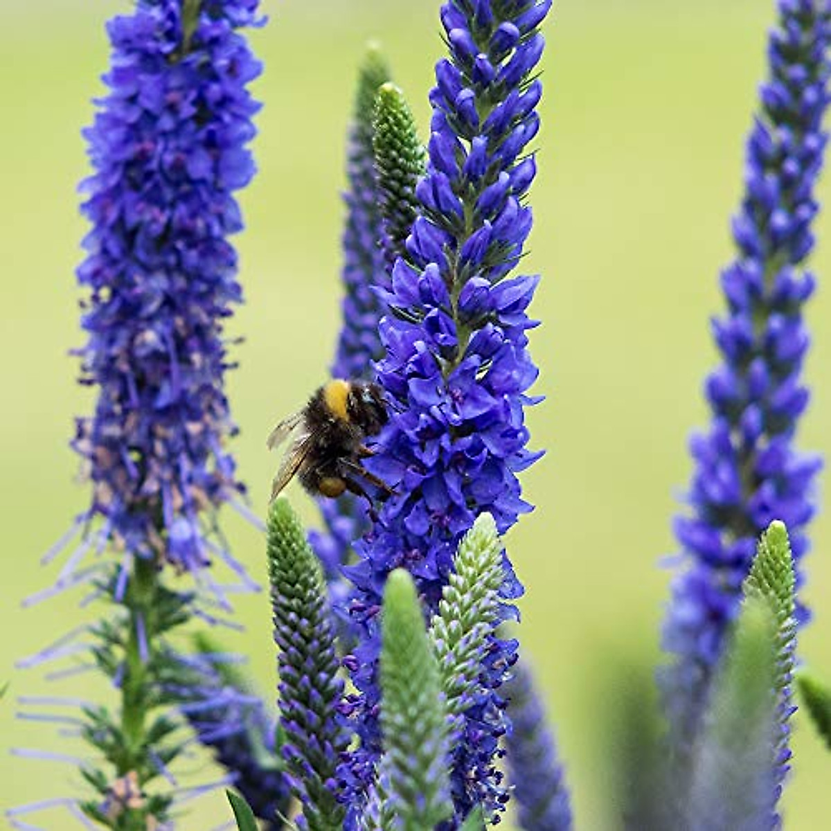 Outsidepride Veronica Spiked Speedwell Garden Flowers Attracting Bees, Butterflies & Hummingbirds - 1000 Seeds