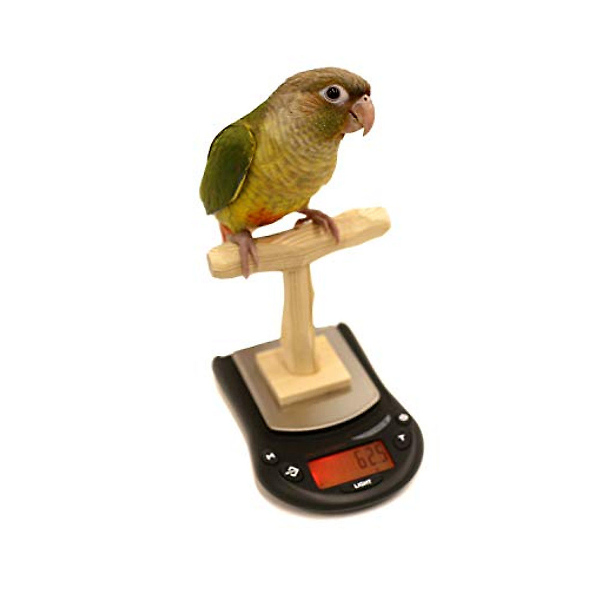 Mini NU Perch Parakeet Training Scale - Small Parrots & Parakeets