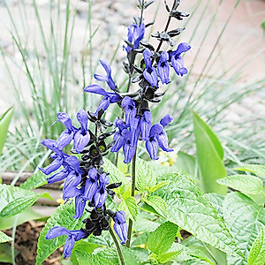 Salvia Guaranitica 'Black and Blue' Seeds Anise-Scented Sage Attracting Pollinators Like Butterflies, and Bees Low-Maintenance Add Color to Garden Beds, Borders, Containers 30Pcs by YEGAOL Garden