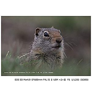 Canon EOS5DMK4 EOS 5D Mark IV DSLR Camera (Body Only) International Version (No Warranty), Black