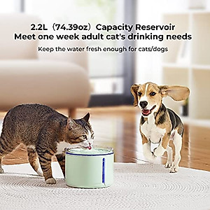 Cat Fountain Water Bowl, Water Fountain for Cats Inside, Dog Water Bowl Dispenser, 74oz/2.2L Easy to Clean and Assemble Automatic Pet Water Dispenser for Cats Dog Small Puppy with Filters, Green