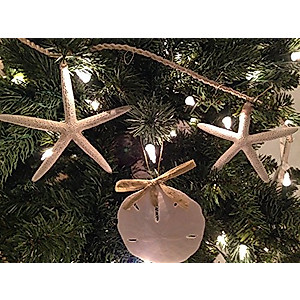 Tumbler Home Small Natural White Sand Dollars 50 pcs - Wedding - Sea Shell Craft 1 1/4" to 1 1/2" - Hand Picked and Professionally Packed