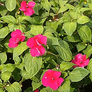 Outsidepride Impatiens Baby Carmine Garden Flower Plants for Pots, Hanging Baskets, Containers, Window Boxes - 2000 Seeds