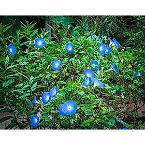 TKE Farms - Morning Glory Seeds for Planting, Heavenly Blue, 5 Grams ≈ 150 Seeds, Ipomoea Tricolor