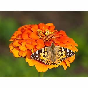 Insect Lore - Butterfly Growing Kit - With Voucher to Redeem Caterpillars Later