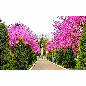Judas Tree Bonsai European Redbud Tree of Love Flowering Cercis Siliquastrum Sakura 15 Seeds for Planting
