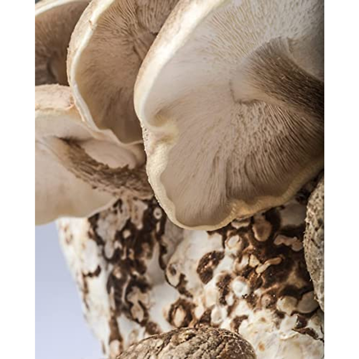 Grow Your Own Organic Mushroom Kit - Shiitake - Indoor Growing Kit by Happy Caps Mushroom Farm