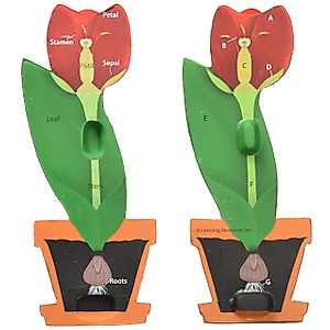 Learning Resources Cross-Section Flower Model, Classroom Foam Demonstration Model, Teaching Aids, 2 Piece Model, Grades 2+, Ages 7+