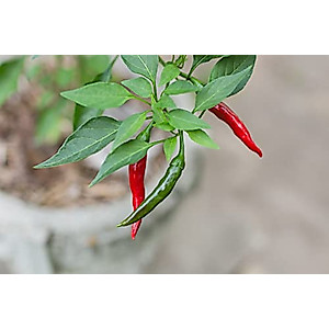 Sereniseed Certified Organic Hot Pepper Seeds Collection (10-Pack) – 100% Non GMO, Open Pollinated – Grow Guide