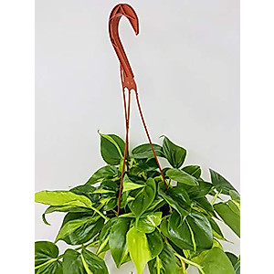 Brazil Philodendron 6" Hanging Basket - Low Light - Easy