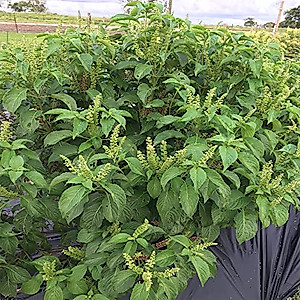 Ocimum Gratissimum Ocimo West African Wild Clove Basil Alfavaca, 20 Premium Heirloom Seeds, Edible, Perennial, Easy to Grow -QAUZUY GARDEN