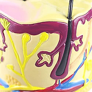 DABAUR Organ Model Skin Hair Follicle Hair Acne Pustule Blackhead Anatomical Model for Study Display Teaching Anatomical Model