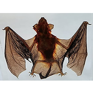 Bat Specimens Encased in Resin Paperweight Biology Anatomy Preschool Lab Educational Teaching Toy