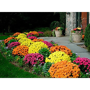 200 Mixed Color Chrysanthemum Seeds for Planting；Ground Cover Landscape