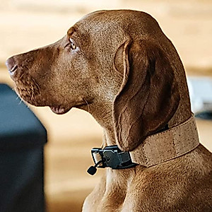 FollowPaw AirTag Dog Collar (L (44-51 cm), Natural)